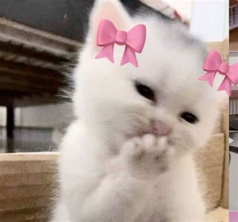 Cat Dp For Instagram