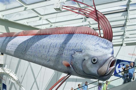 Rare Giant Doomsday Fish Washes Ashore Along Calif Coastline