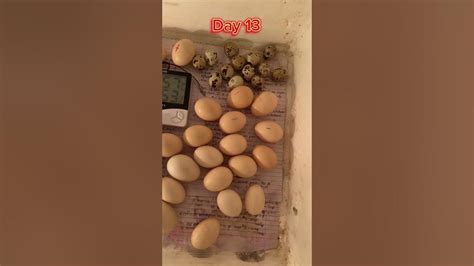 Quails Eggs Hatching 🐣 Batai Chara Bater Farming Quaileggs