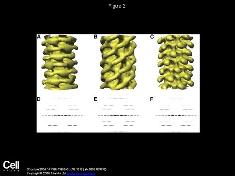 Structural Polymorphism In Bacterial Esp A Filaments Revealed