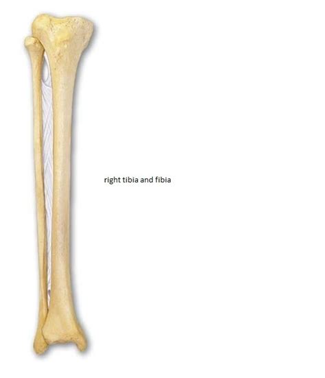 Lab 7 Tibia And Fibula Diagram Quizlet