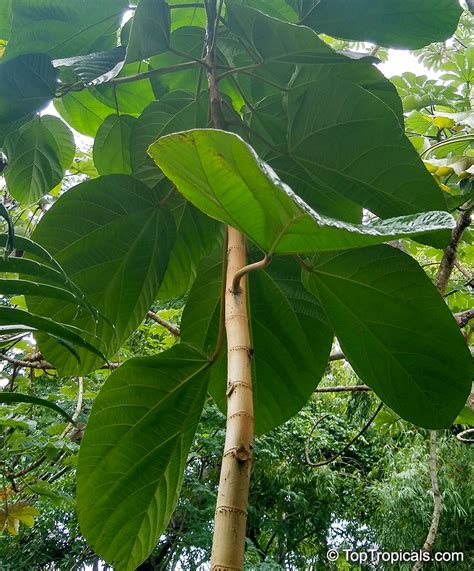 Ficus Auriculata Elephant Ear Fig Tree Top Tropicals Plant Encyclopedia