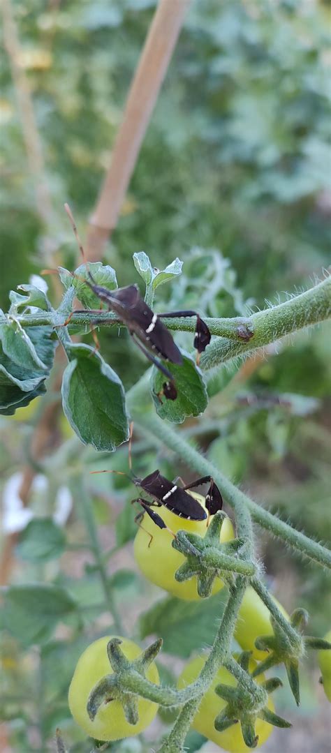 Anyone Know What These Bugs Areharmful Rgardening