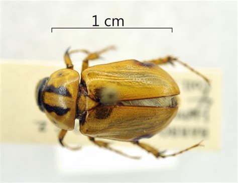 Stri Research Portal Detailed Collection Record Information