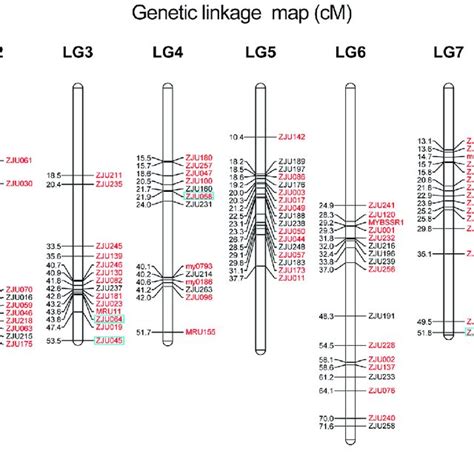 Integrated Ssr Genetic Linkage Map Of Red Bayberry Morella Rubra