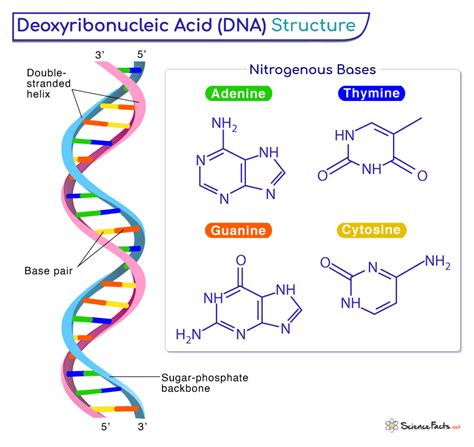 Dna Structure Diagram