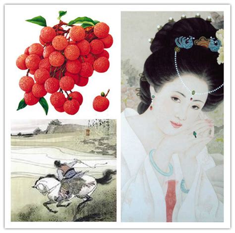 贵妃荔枝图册360百科