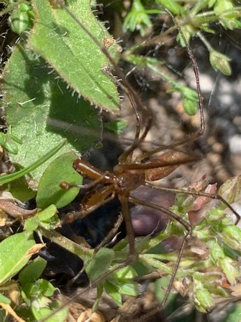 Help Identifying This Spider Rspiders