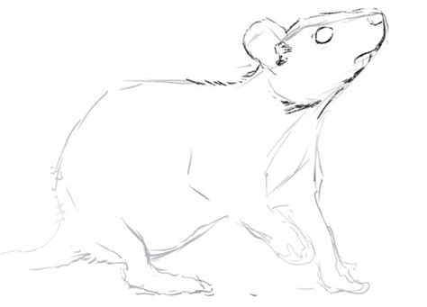 Rat Drawing Learn How To Draw A Rat In Five Easy Steps