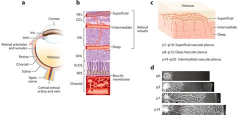 Retinal Vasculature In Development And Diseases Pmc