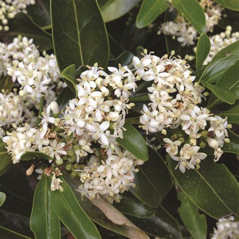 Alahee Maui Native Nursery