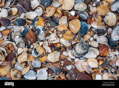 Colorful Shells Of Bivalve Molluscs Form The Surface Of The Beach On