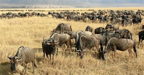 This Is An Implausibility Imgur