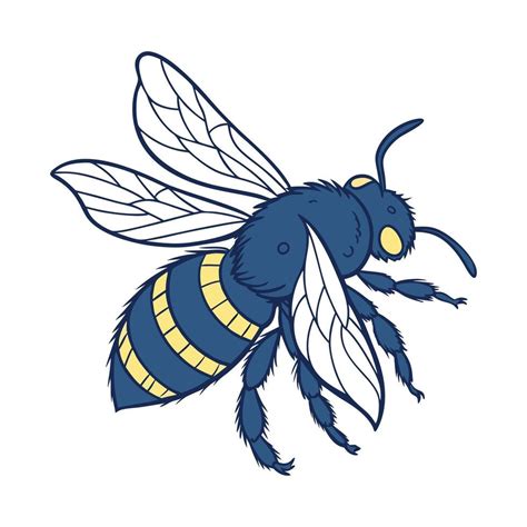 Dramatic Capture Of Xylocopa Caerulea On White 59081492 Vector Art At