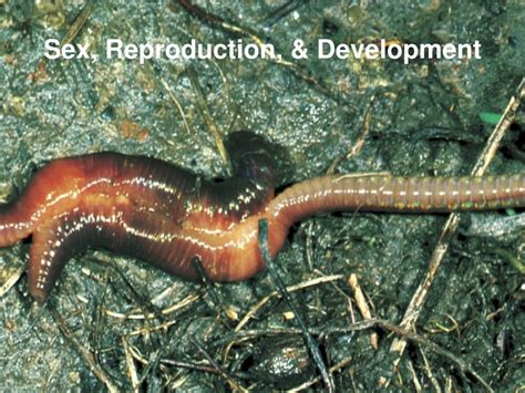 ppt sex reproduction and development powerpoint presentation id 8794410
