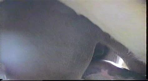 Amazing Animal Sex Featuring A Stallion And A Mare