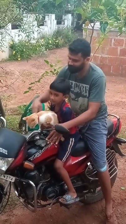 Cat Ride Nadan Poocha🐈 Youtube