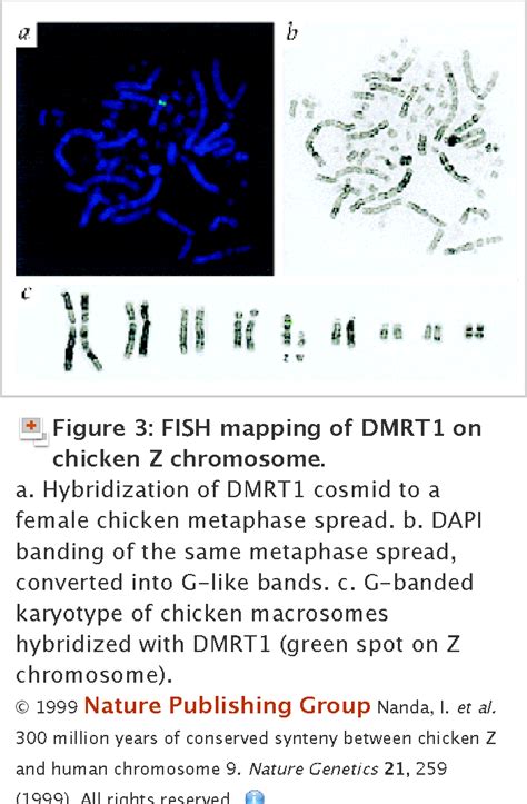 Figure From Genetic Mechanisms Of Sex Determination Semantic Scholar