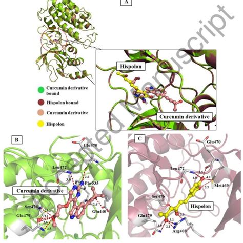 Superimposed Conformation Of Curcumin Derivative Bound Human Nf κβ