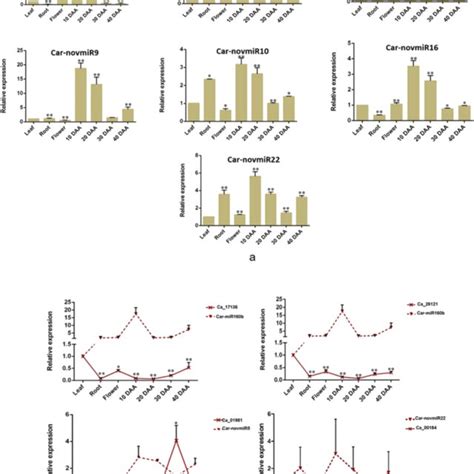 A Expression Analysis Using Quantitative Real Time Stem Loop Pcr Of Download Scientific Diagram