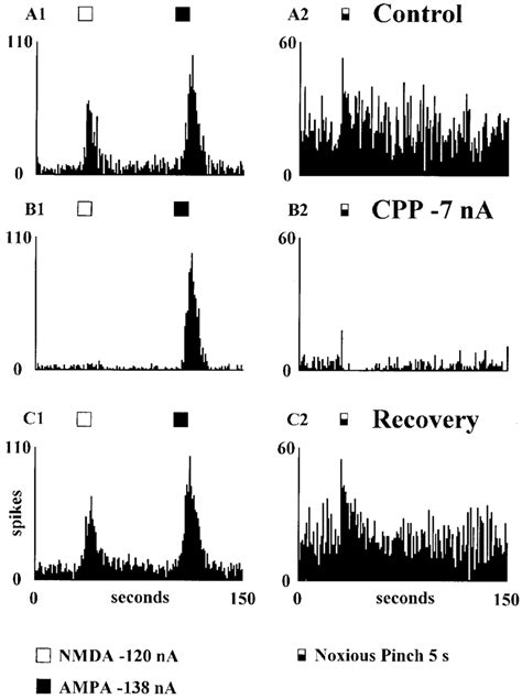 a c neuron in the forepaw area of the si cortex and the effect of cpp
