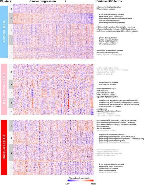Go Term Overrepresentation Analysis Of Dynamically Differential Gene