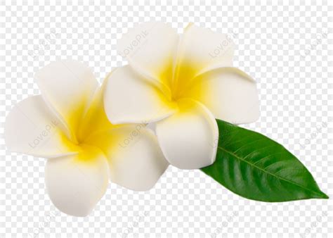 Imagenes De Vector De Frangipani Fondo Vector De Frangipani Fotos Y