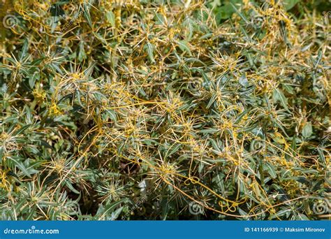 Dodder Genus Cuscuta Is Parasitic Plants Stock Image Image Of Park
