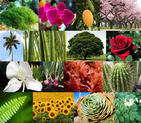 Plantae Ecured