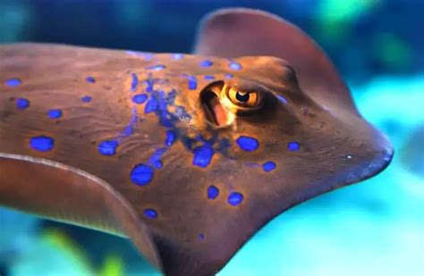Stingray Description Habitat Image Diet And Interesting Facts
