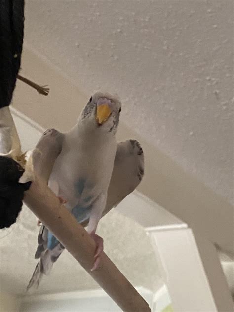 Mighty Eagle Rbudgies