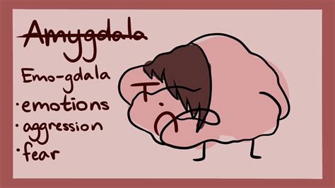 Memorize Parts Of The Brain With Mnemonics Youtube