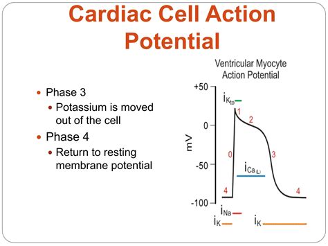 Electrocardiogram Power Point Basic Ecg Interp Ppt