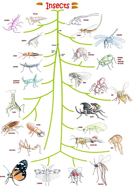 Subphylum Insecta