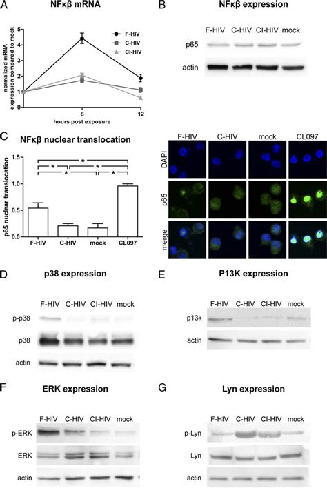 Complement Opsonization Of Hiv 1 Suppressed Nf Kb P38 And Erk