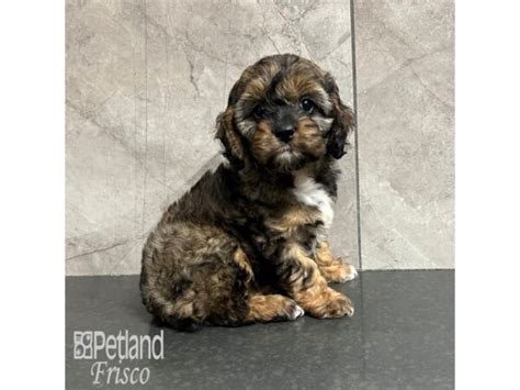 Cockapoo Puppies Breed Info Petland Frisco And Mckinney Texas