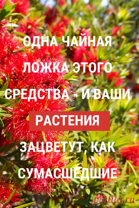 Отличная подкормка для ваших комнатных цветов. Будут расти и цвести п ...