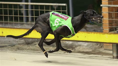 Godden One Step Away From Grabbing Bulli Gold Racenet