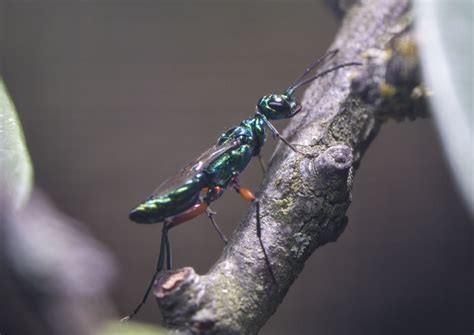 Emerald Cockroach Wasp Zoochat