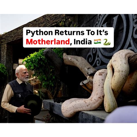 Instant Bollywood Pm Modi With Reticulated Python Rescued From A