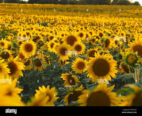 Bright Yellow Sunflowers In Evening Light At Wigginton Nr Tring