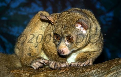Garnetts Galago