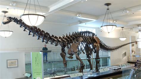 Apatosaurus Sauropod First Displayed In 1905 Amnh