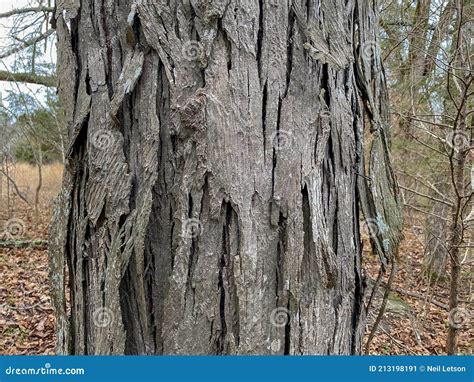 Tree Identification Tree Bark Longleaf Pine Pinus Paulustris Royalty