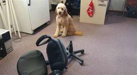 Ralphie I Didnt Do It