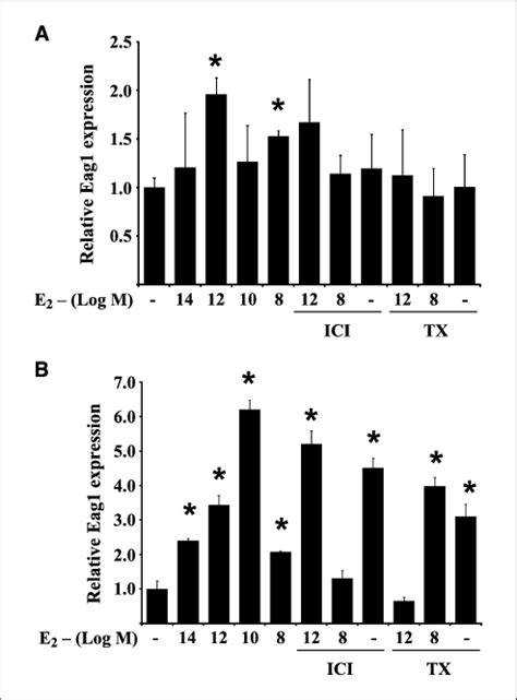 Estrogenic Regulation Of Eag1 Expression In Hela Cells And