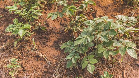 Potatoes Growing In A Field