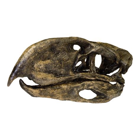 Terror Bird Skeleton