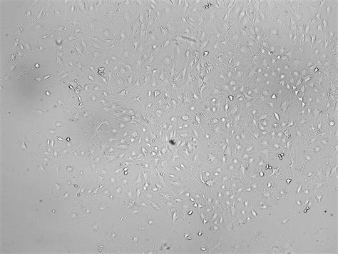 Cell Division Roboflow Universe