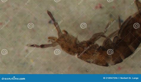 Springtail Insect Stock Footage Video Of Brown Vermin 218947596